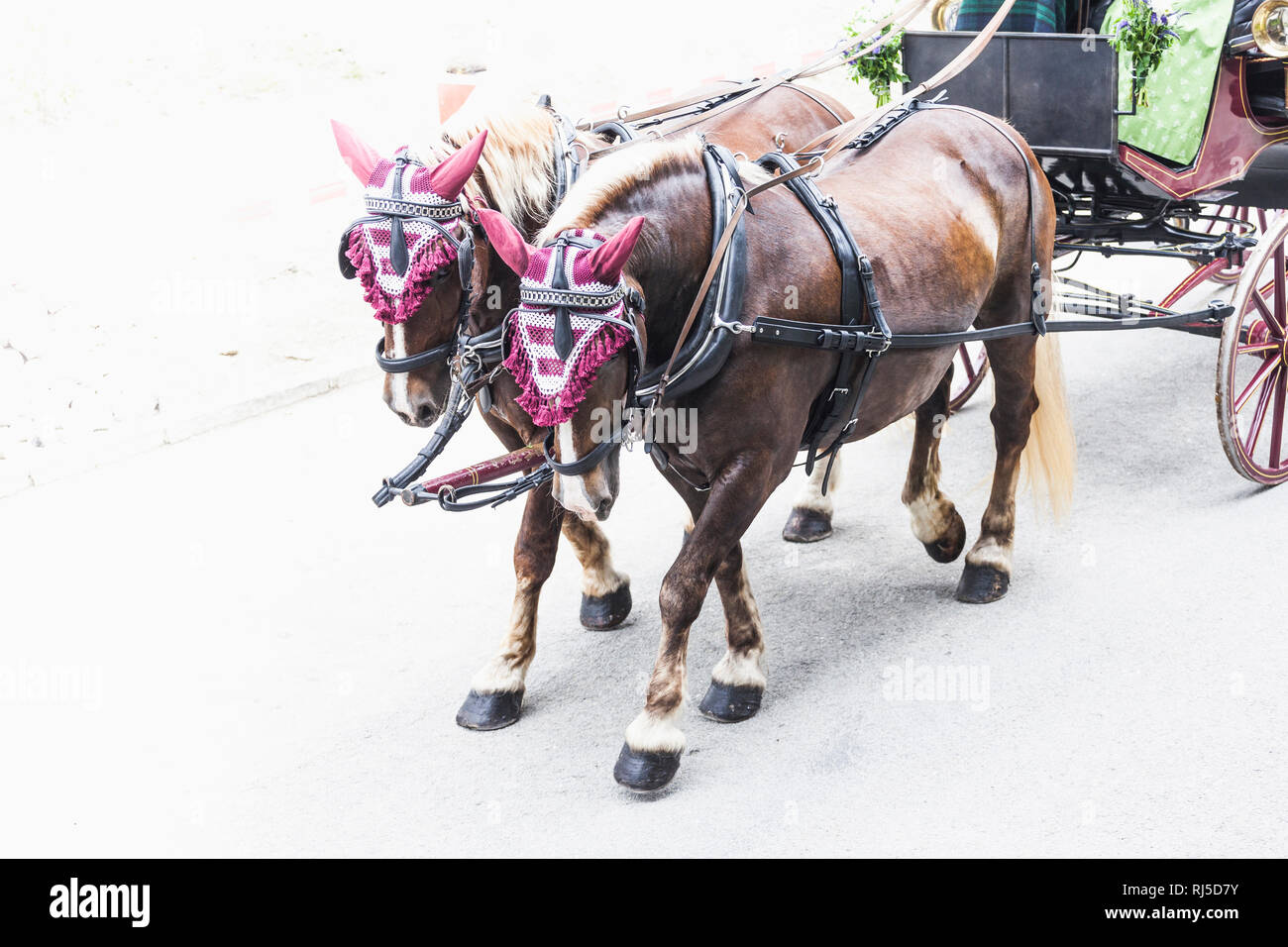 Kutsche pferde hi-res stock photography and images - Alamy