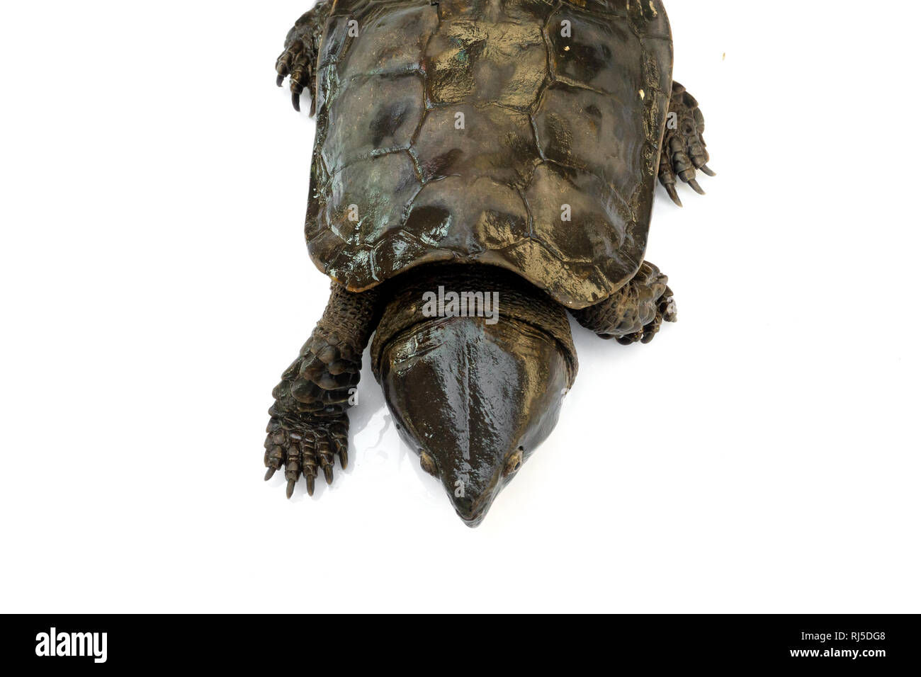 Turtle "Platysternon megacephalum" on a white background,Is a ...