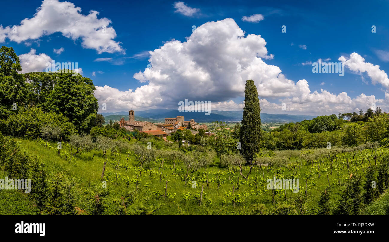 Typical hilly Tuscan countryside with vineyards, trees and cypress, the ...