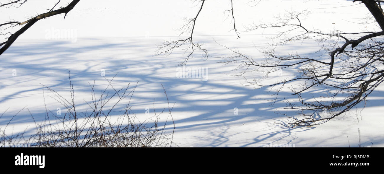 Ominous and dark leafless tree branches casting its shadows on an ice ...
