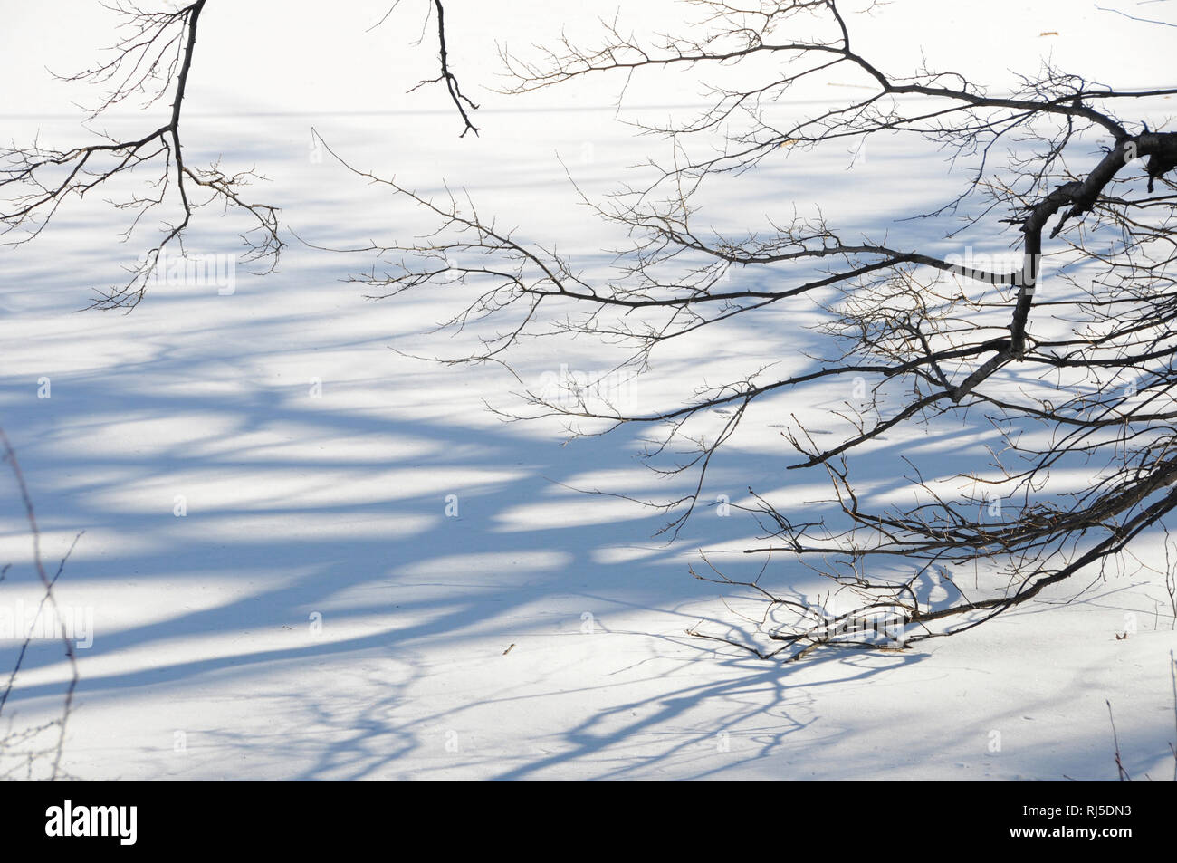 Ominous and dark leafless tree branches casting its shadows on an ice ...