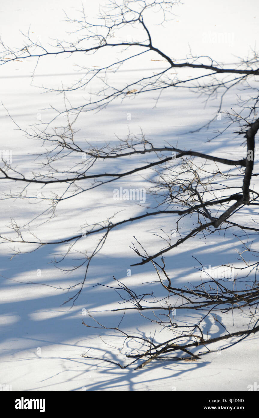 Ominous and dark leafless tree branches casting its shadows on an ice ...