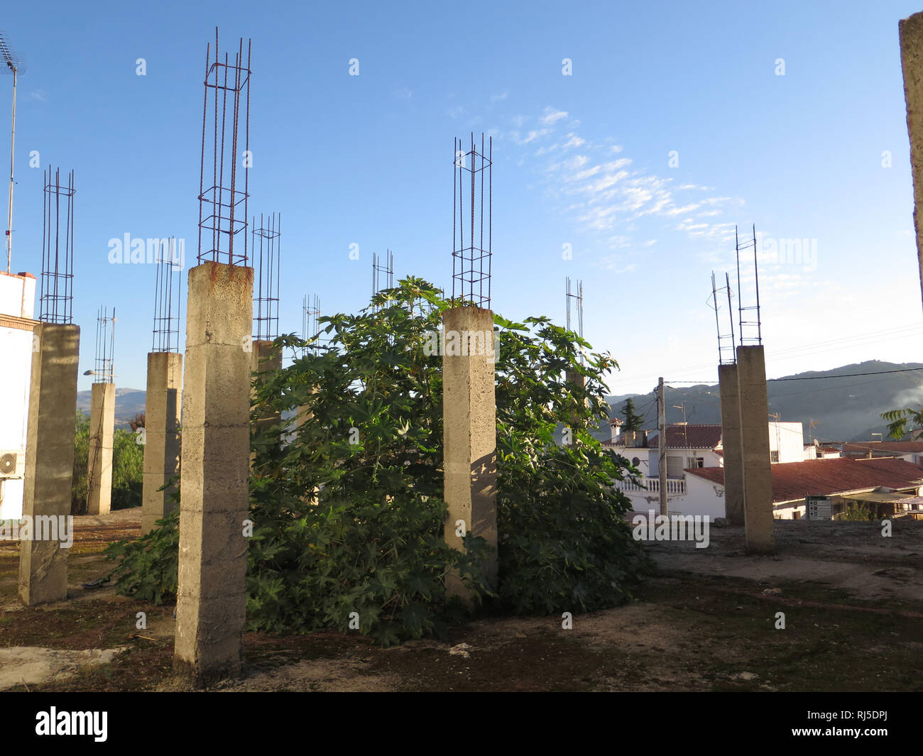 Abandoned building site with tall Reinforced concrete pillars and Fig ...