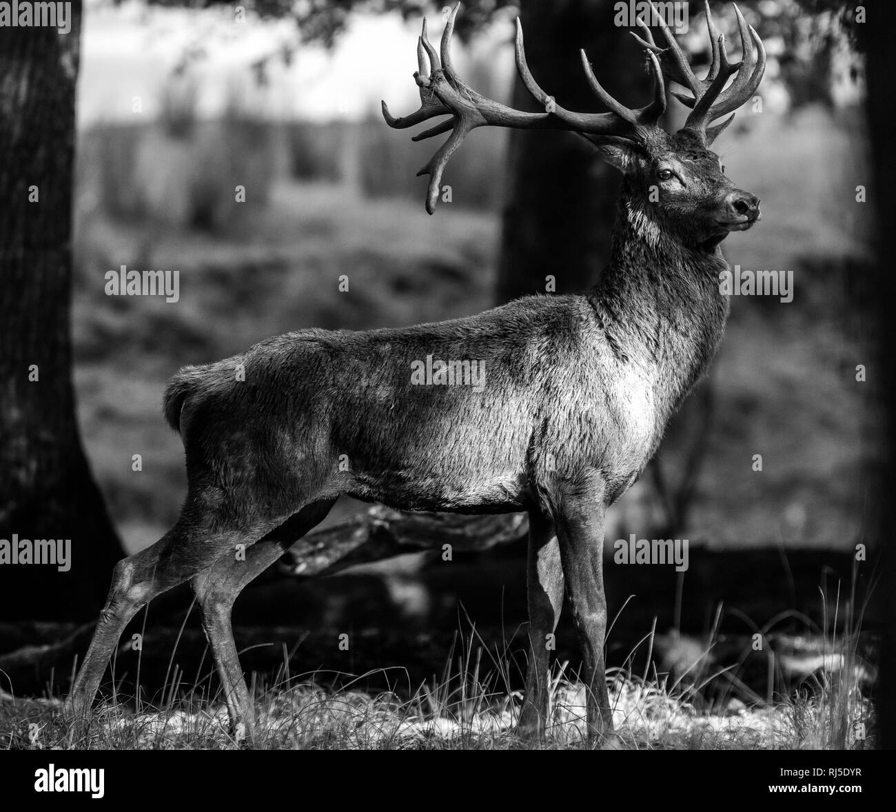 White reindeer horns in Black and White Stock Photos & Images - Alamy