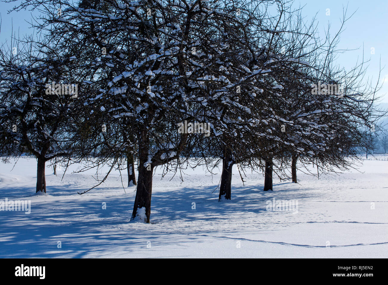 Obstbaum im winter hi-res stock photography and images - Alamy