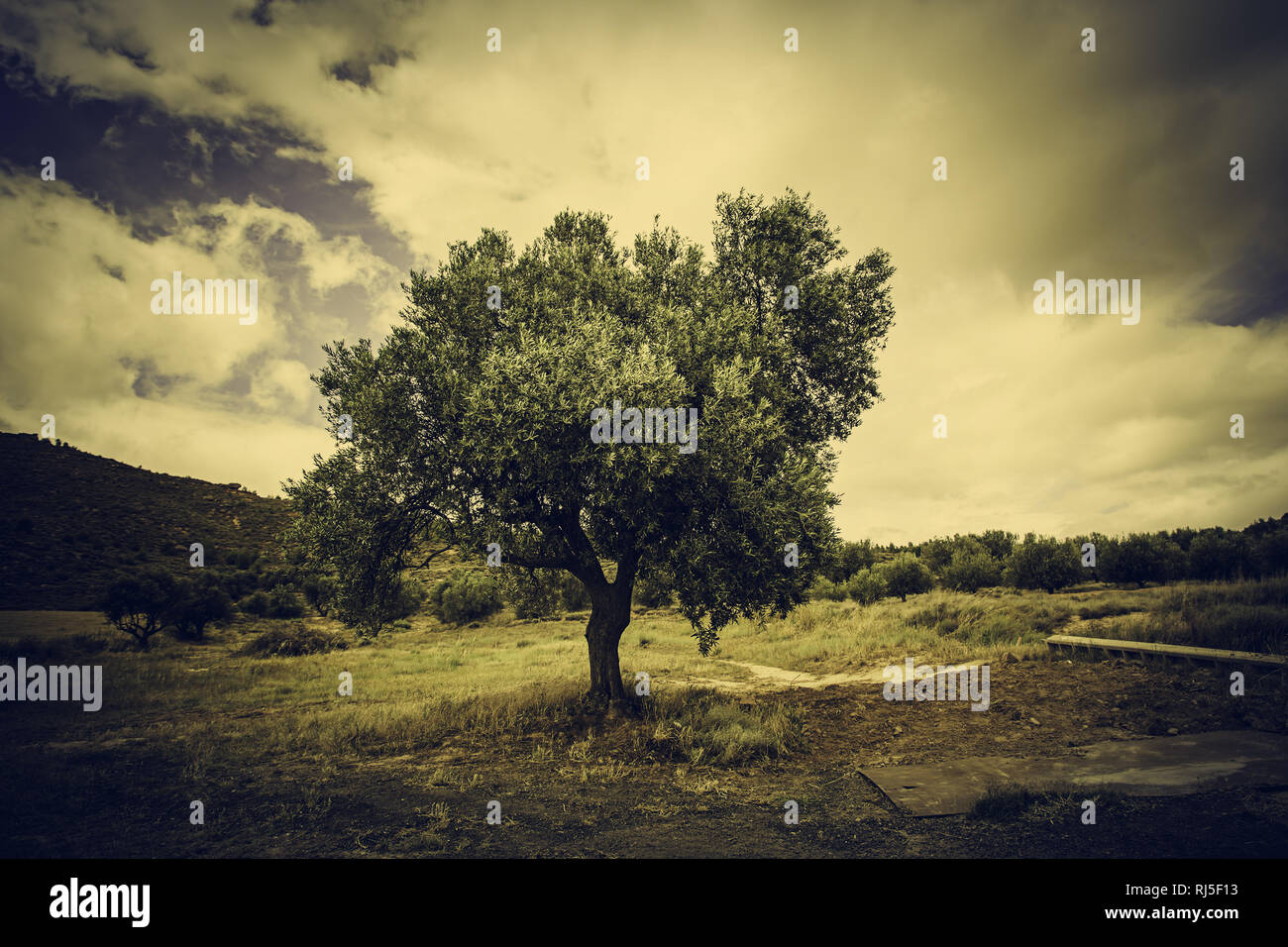 Ancient olive tree in the nature, detail of a tree to make oil Stock ...