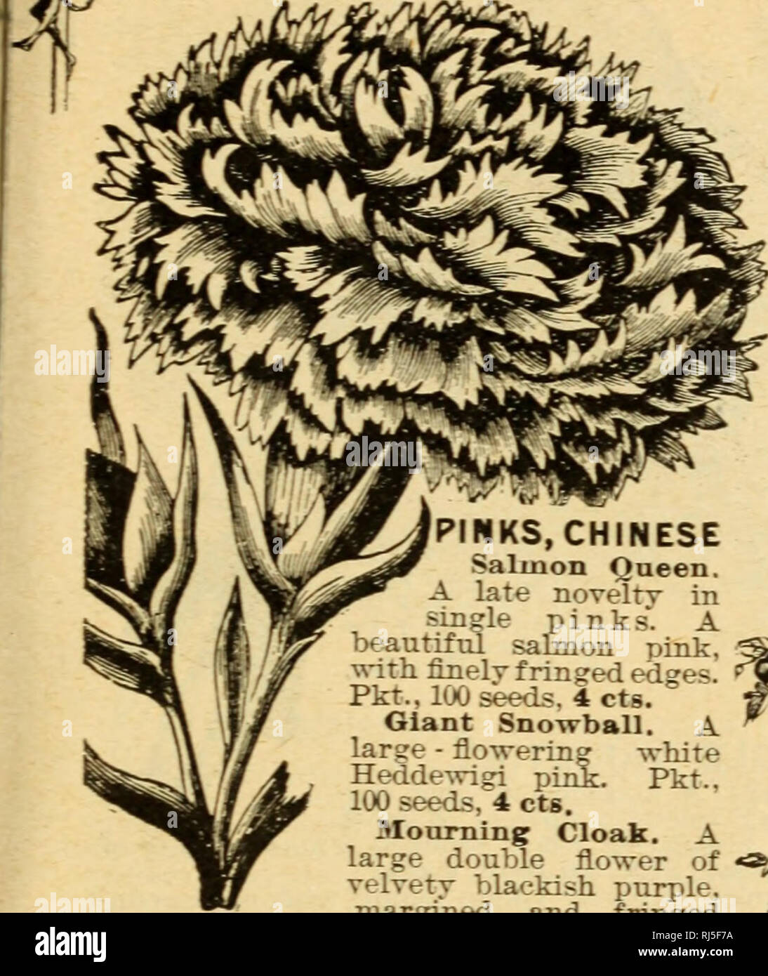 Mv ruby may hi-res stock photography and images - Alamy