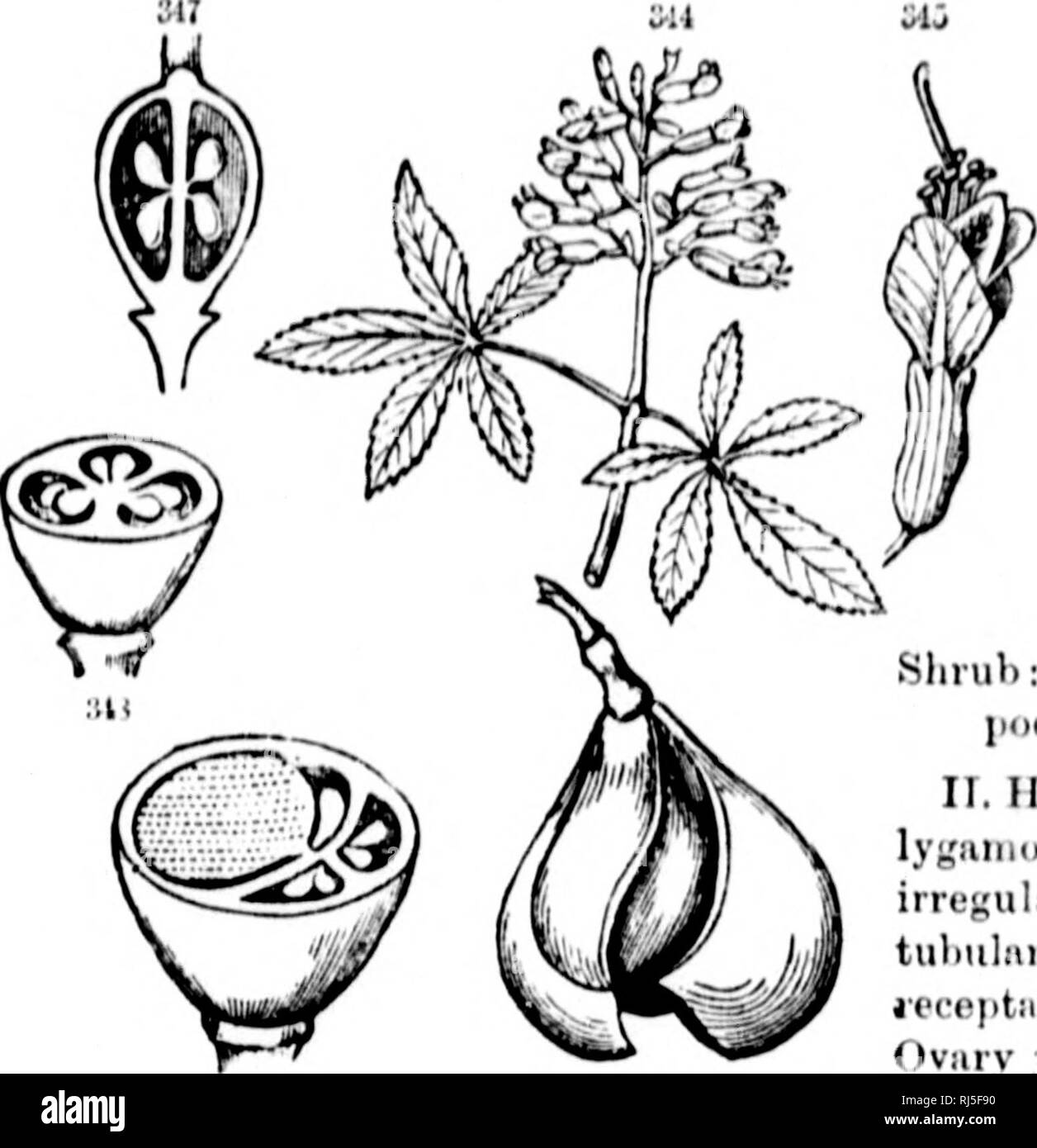 . How plants grow [microform] : a simple introduction to structural ...