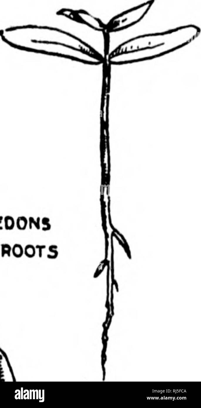 Plumule High Resolution Stock Photography and Images - Alamy