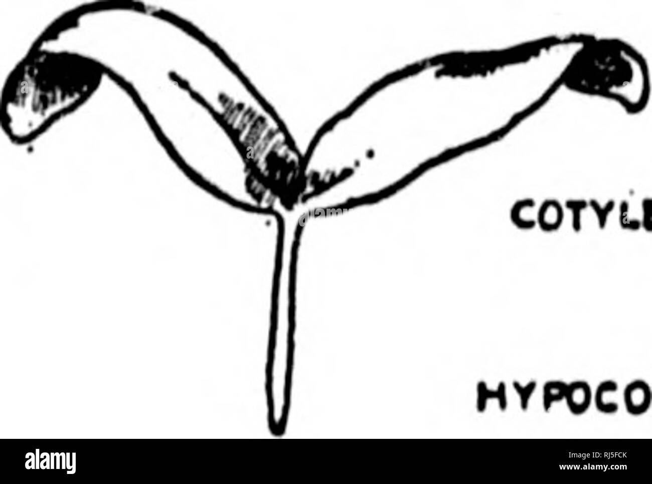 Hypocotyl Black and White Stock Photos & Images - Alamy