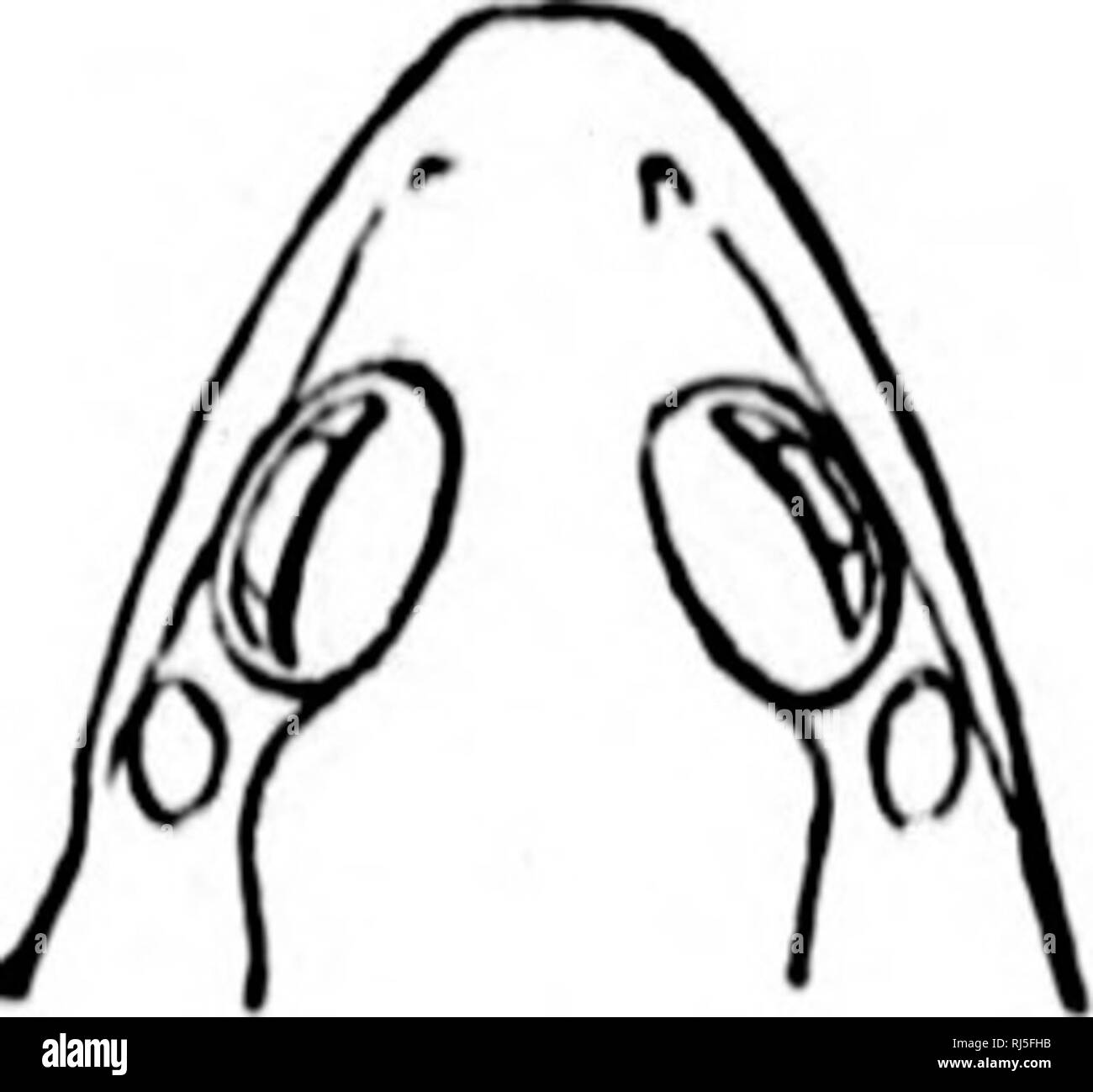 . The Batrachia of North America [microform]. Amphibians; Amphibiens. I ...