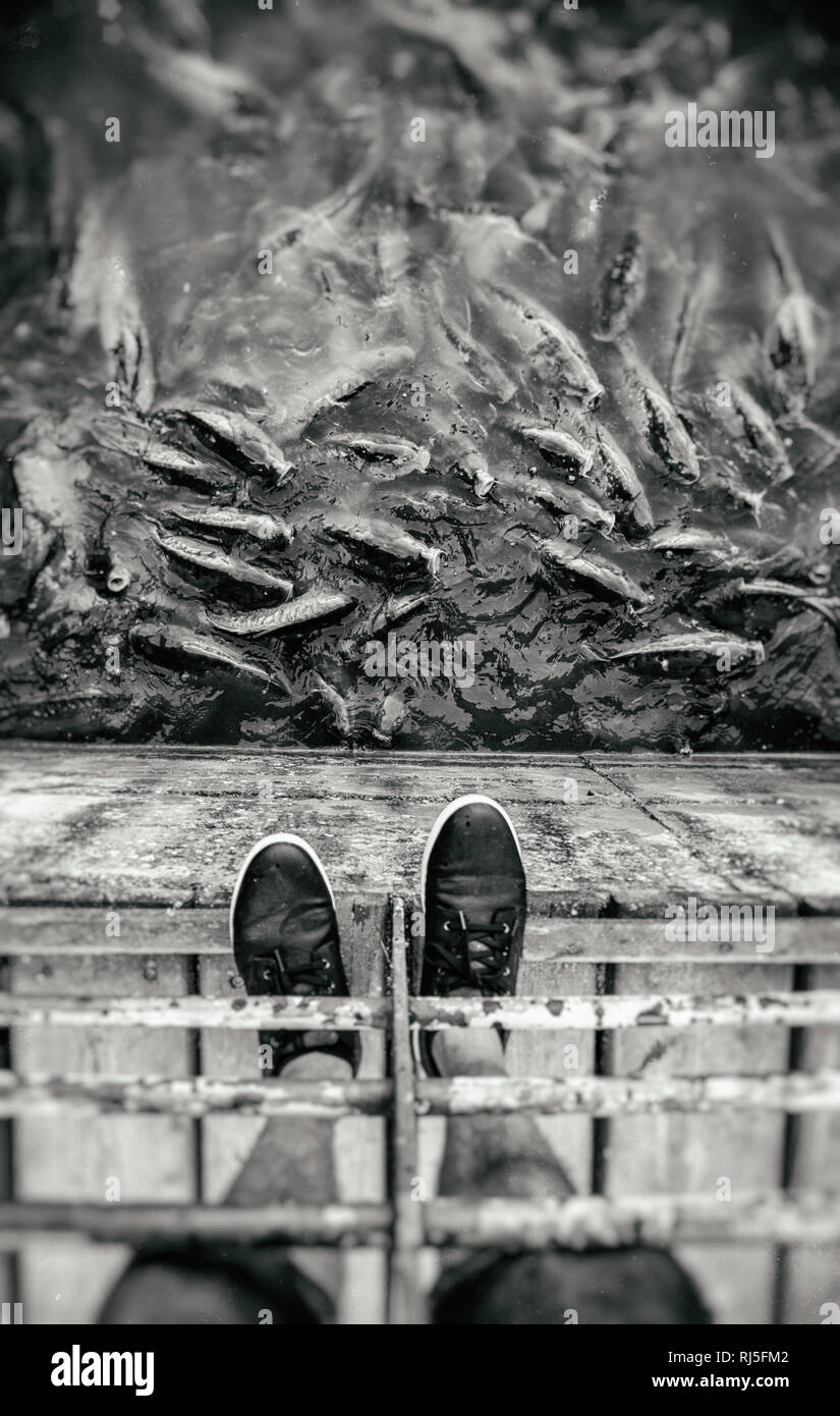 Snakehead fish eating hi-res stock photography and images - Alamy