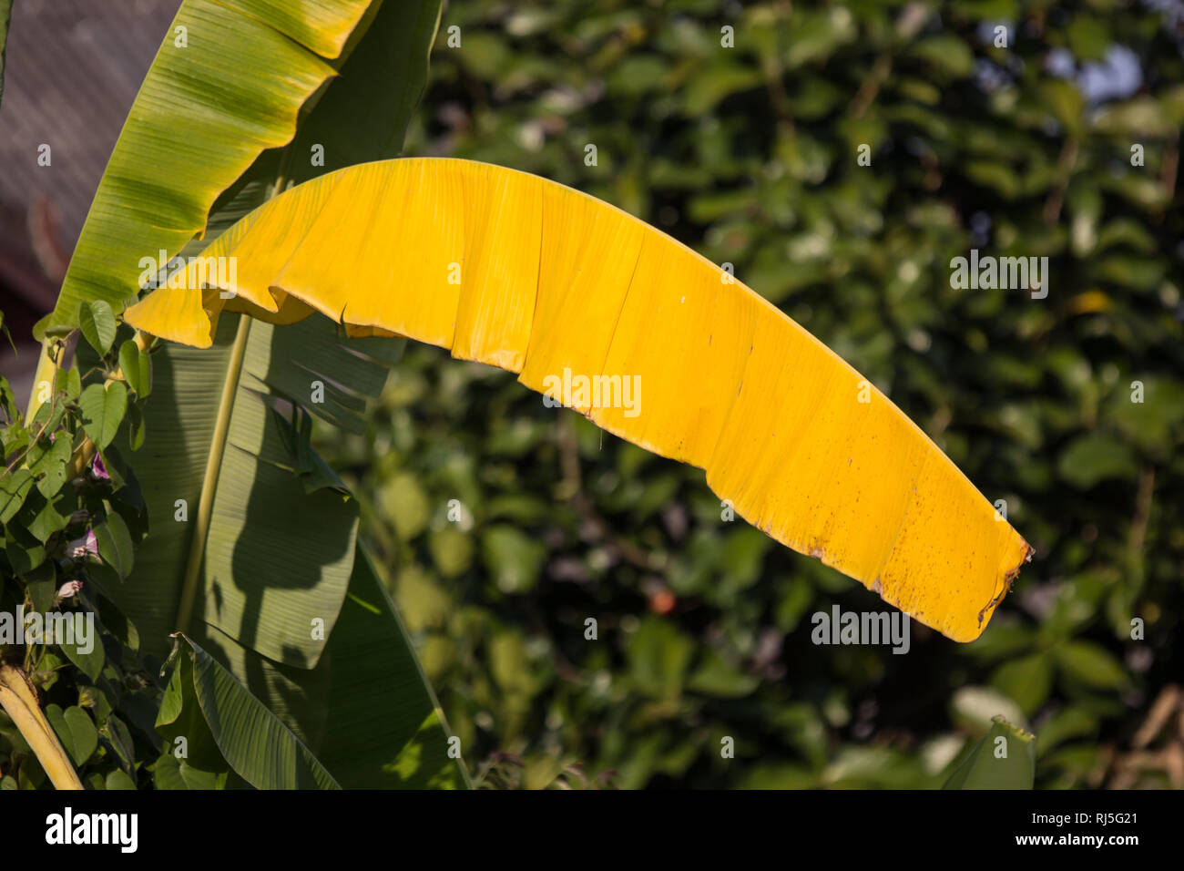 Dry Leaf of banana tree, Pisang Awak banana Stock Photo - Alamy