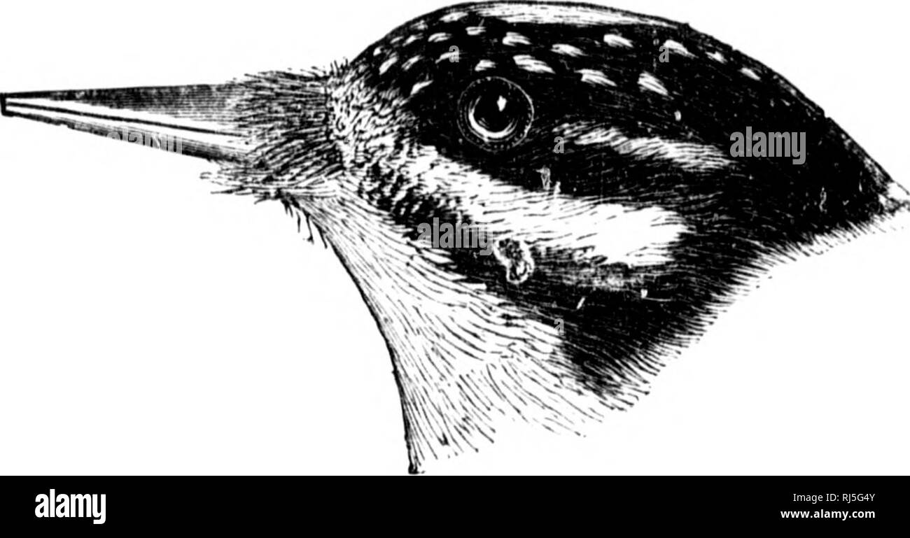 Three toed woodpecker Black and White Stock Photos & Images - Alamy