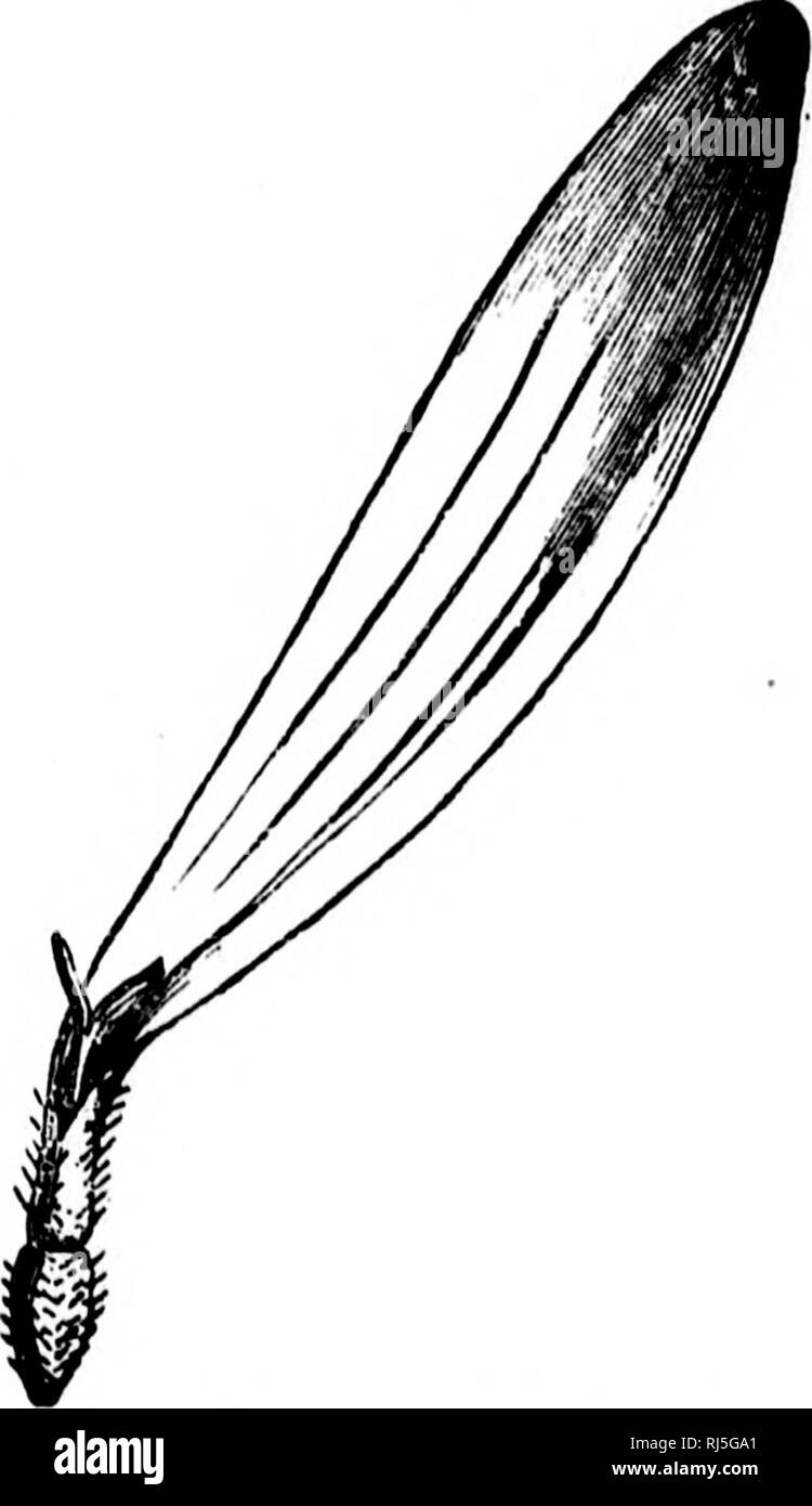 . The story of the plants [microform]. Plants; Botany; Plantes ...