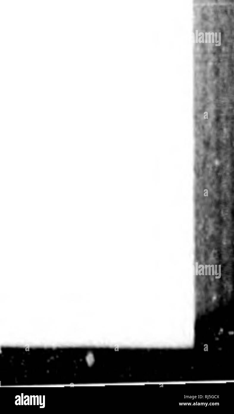 Notched tail Black and White Stock Photos & Images - Alamy