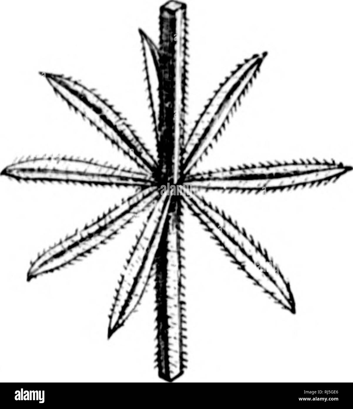 Rank grass Black and White Stock Photos & Images - Alamy