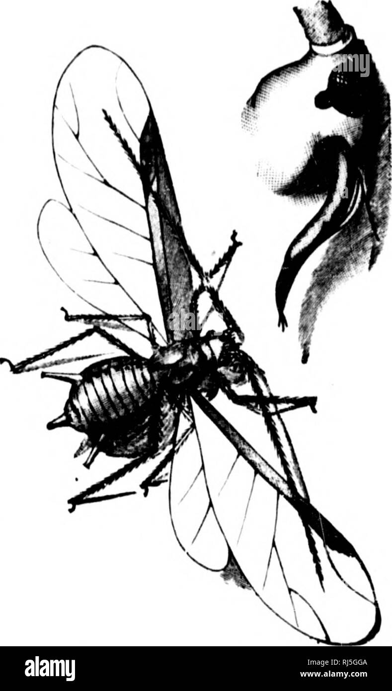 Four winged insects Cut Out Stock Images & Pictures - Alamy