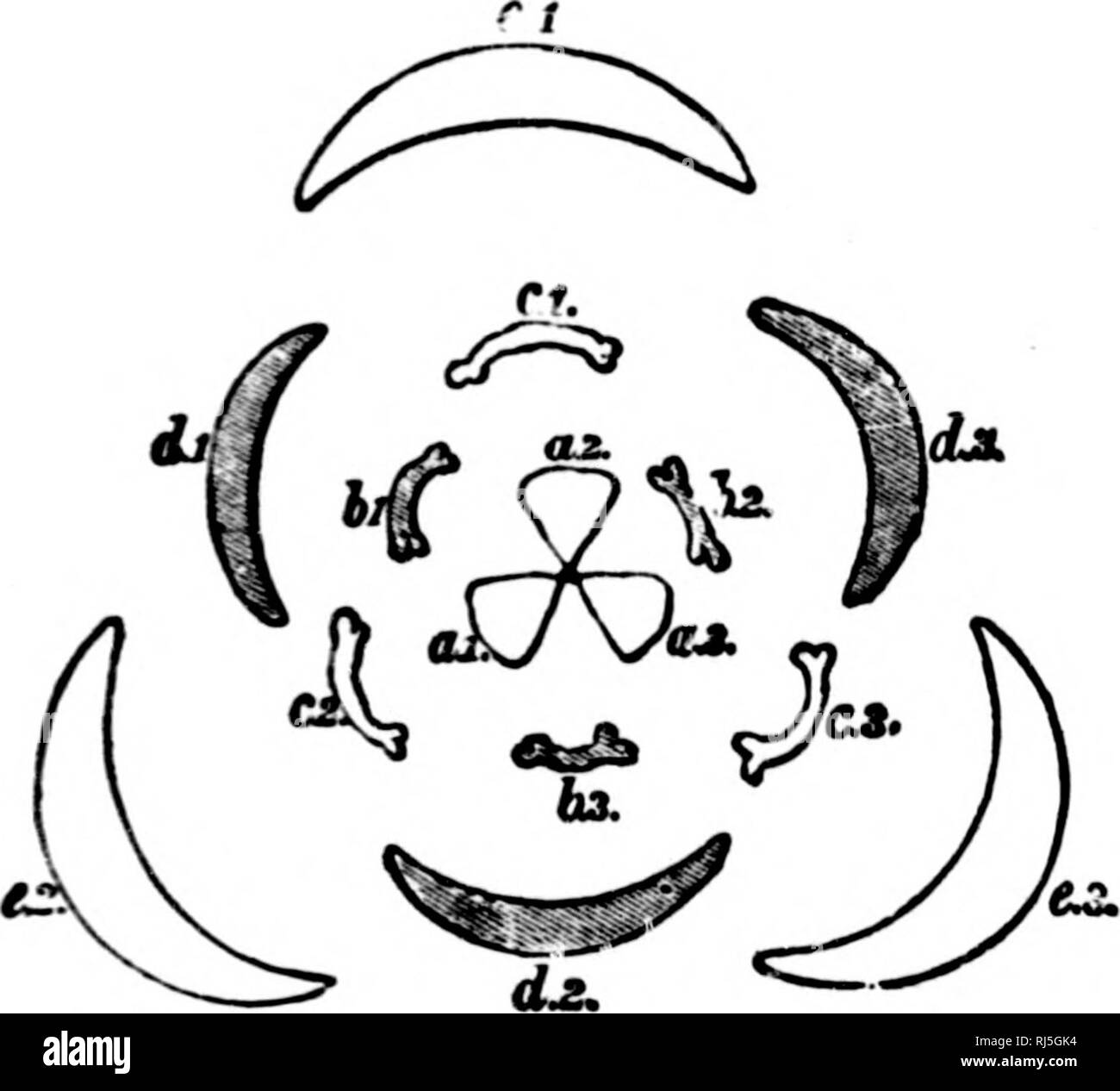 H d buttercup Black and White Stock Photos & Images - Alamy