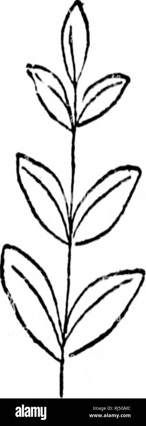 Indented leaf leaves hi-res stock photography and images - Alamy