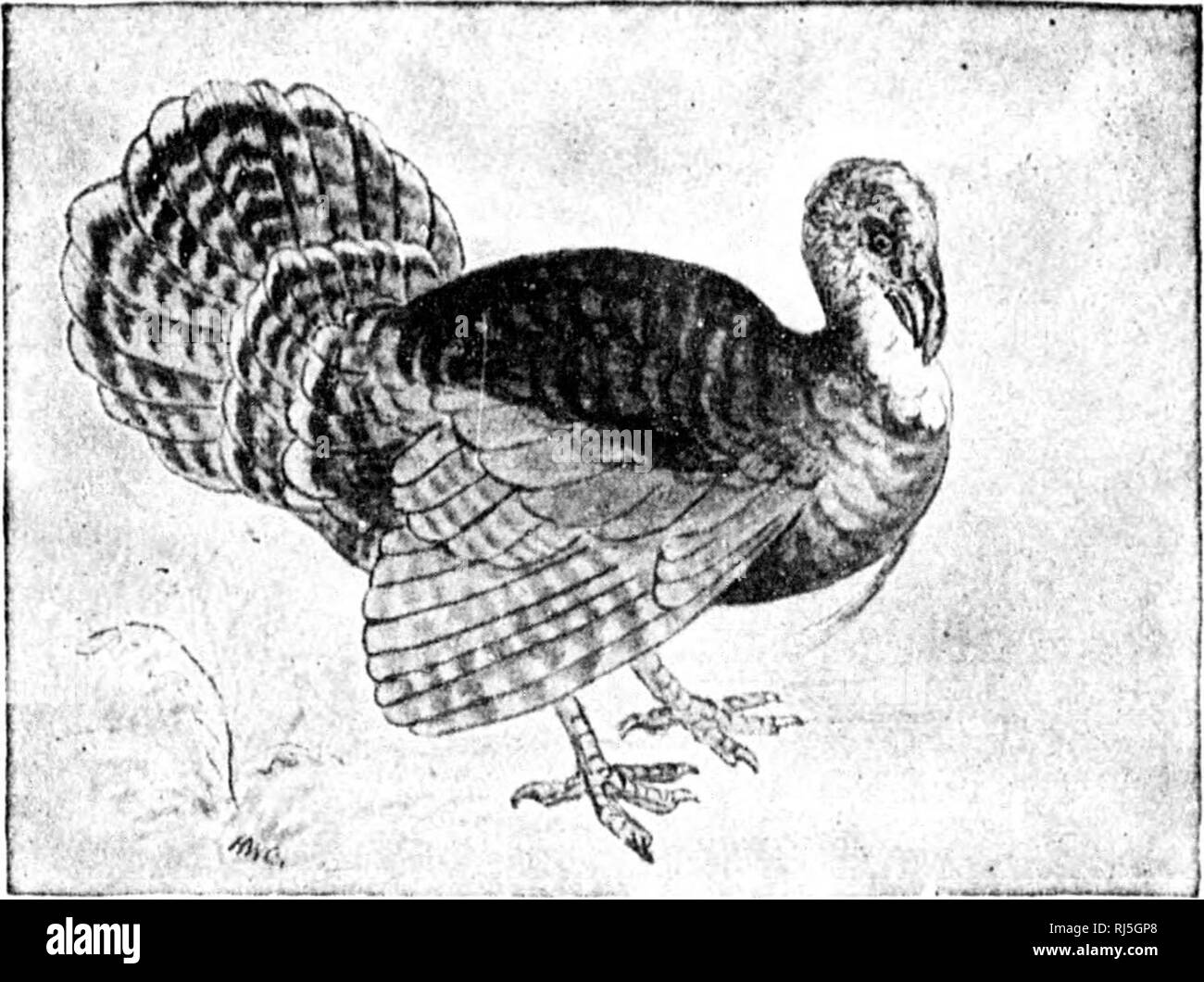 Pink legs and stout bill hi-res stock photography and images - Alamy