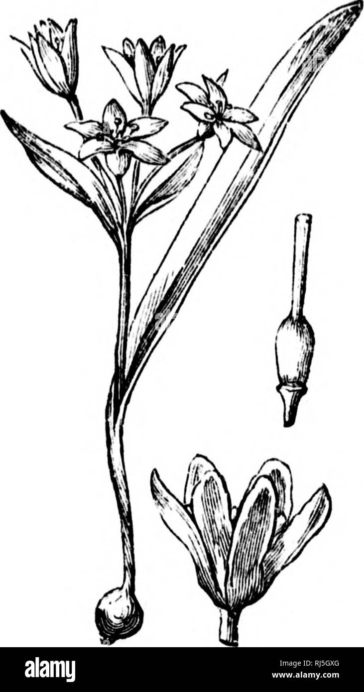 Pink tubular flowers Black and White Stock Photos & Images - Alamy