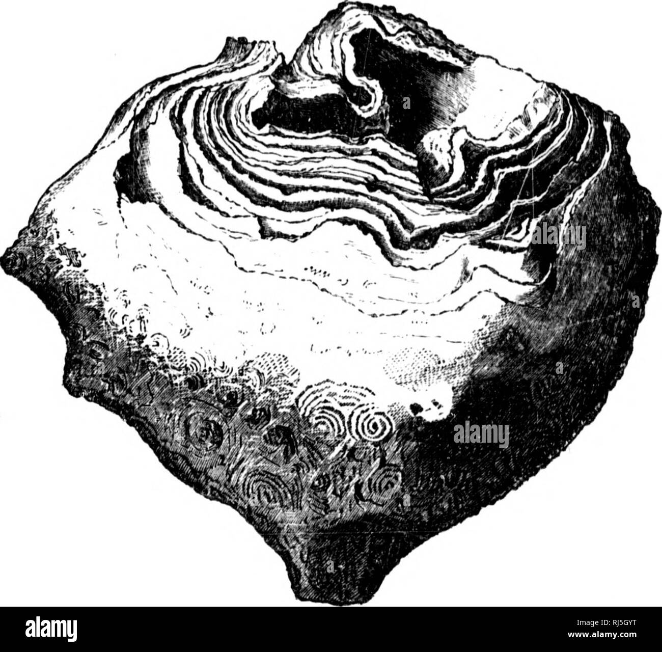 Sponge fossil Black and White Stock Photos & Images - Alamy
