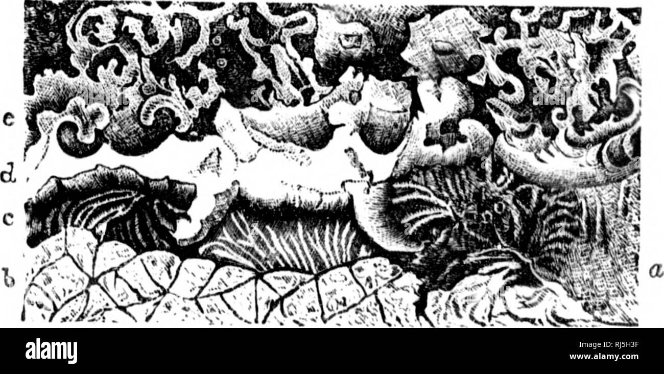 Famished Black and White Stock Photos & Images - Alamy