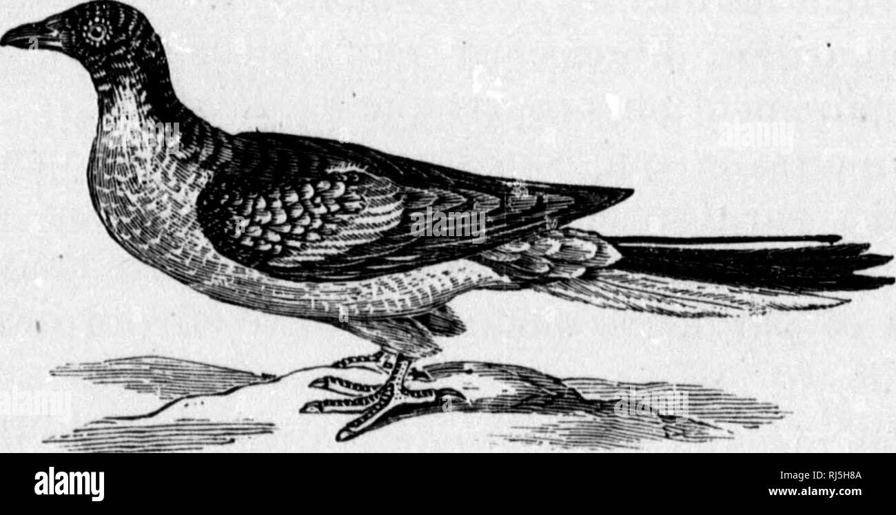 Petite queue fourchue hi-res stock photography and images - Alamy