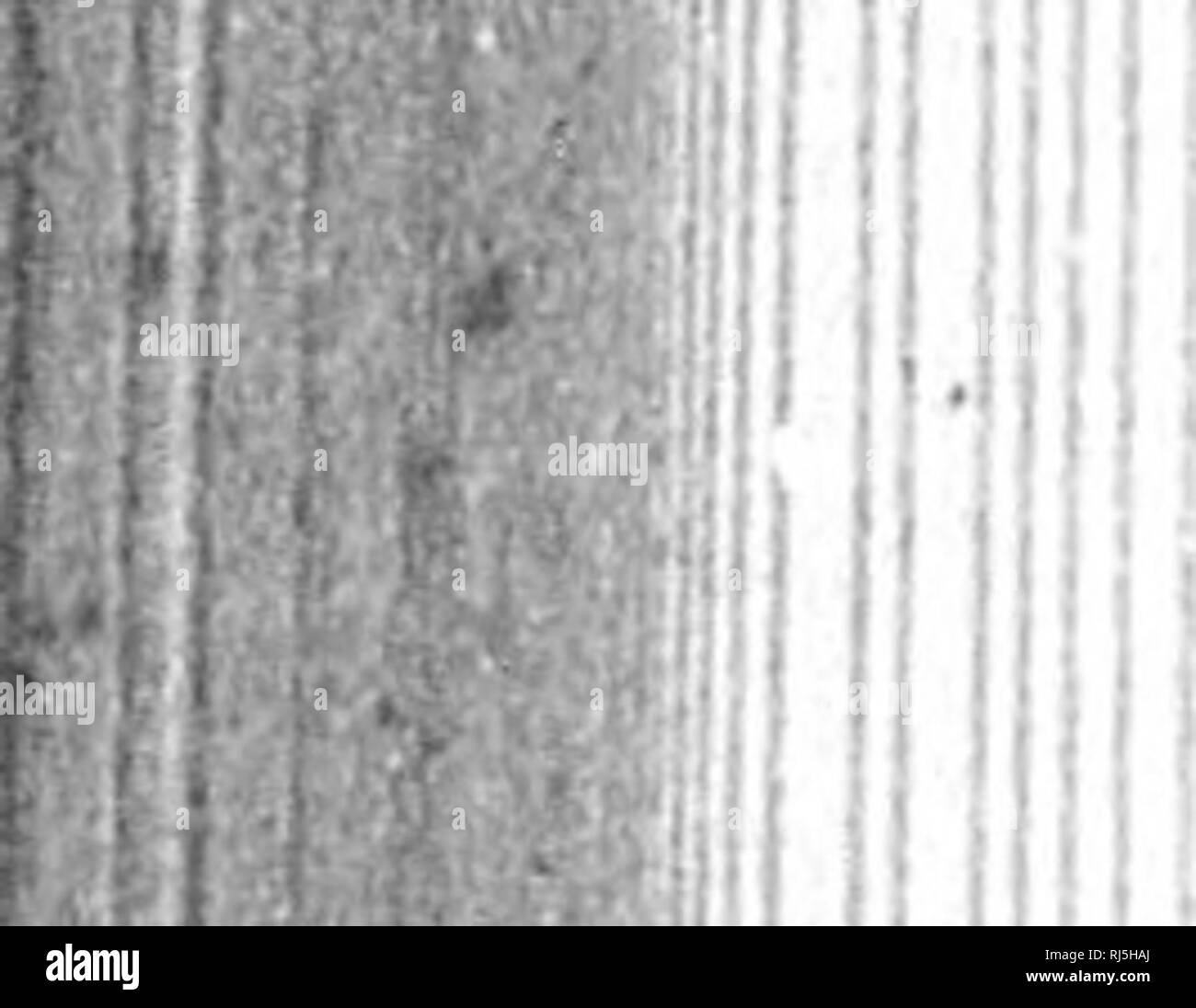 Compression fossils Black and White Stock Photos & Images - Alamy