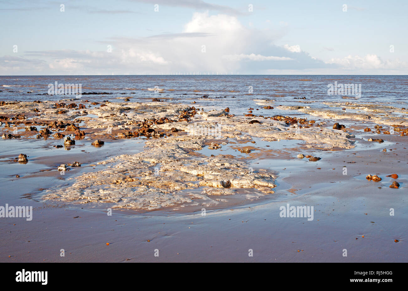 Echinocorys hi-res stock photography and images - Alamy