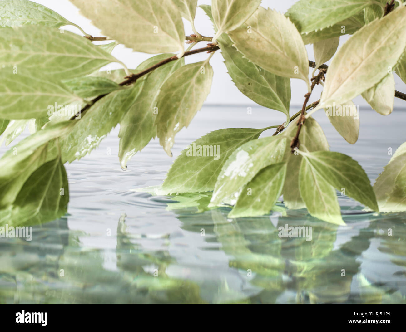 Leaves touching water Stock Photo - Alamy