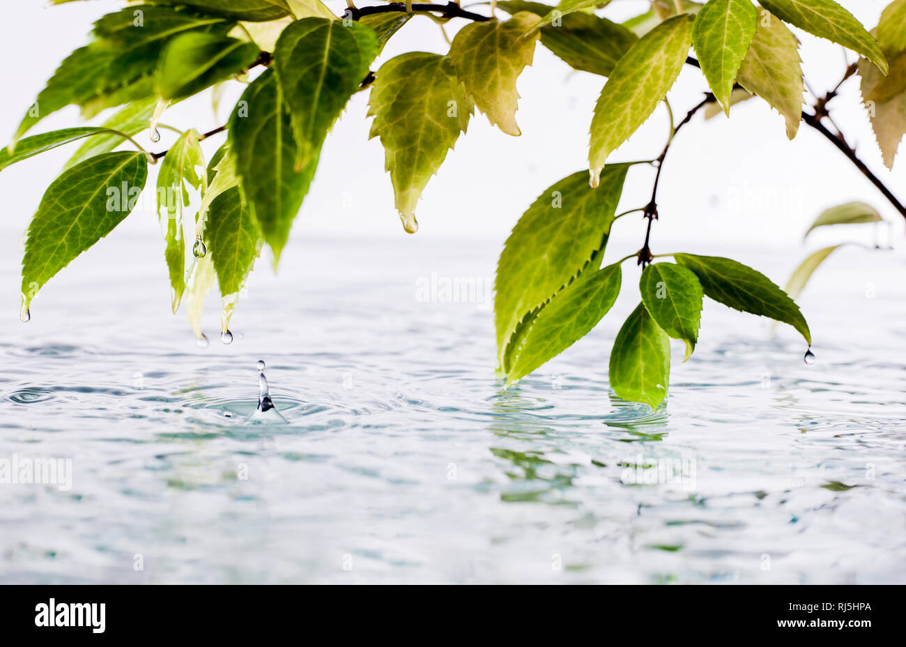Leaves touching water Stock Photo - Alamy