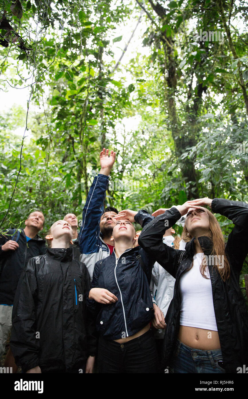 Group of tourists looking up in rainforest Stock Photo - Alamy