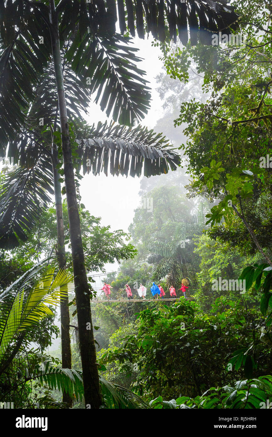 Tourists on rope bridge in rainforest Stock Photo - Alamy