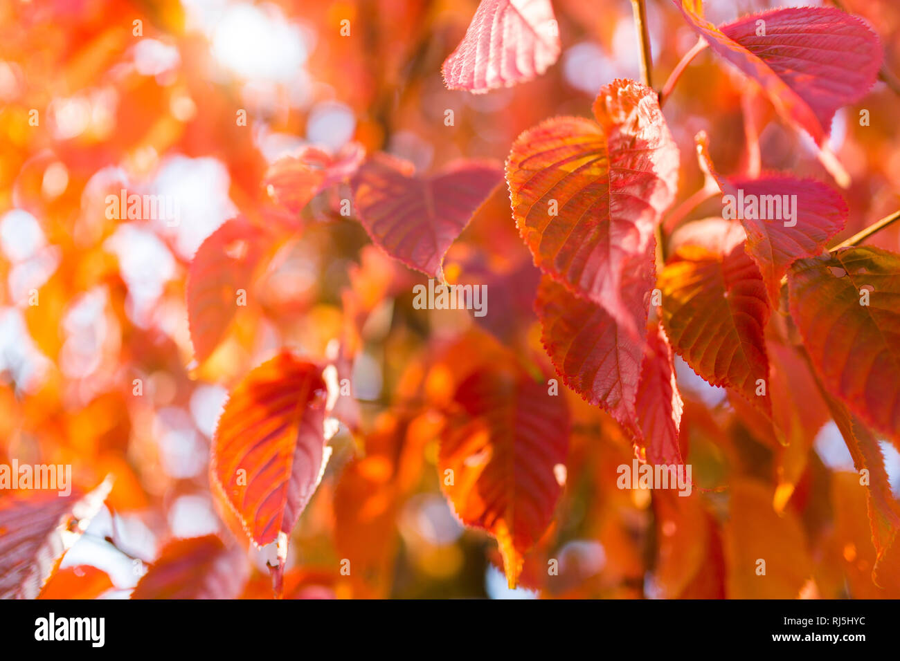 Orange leaves in tree Stock Photo - Alamy