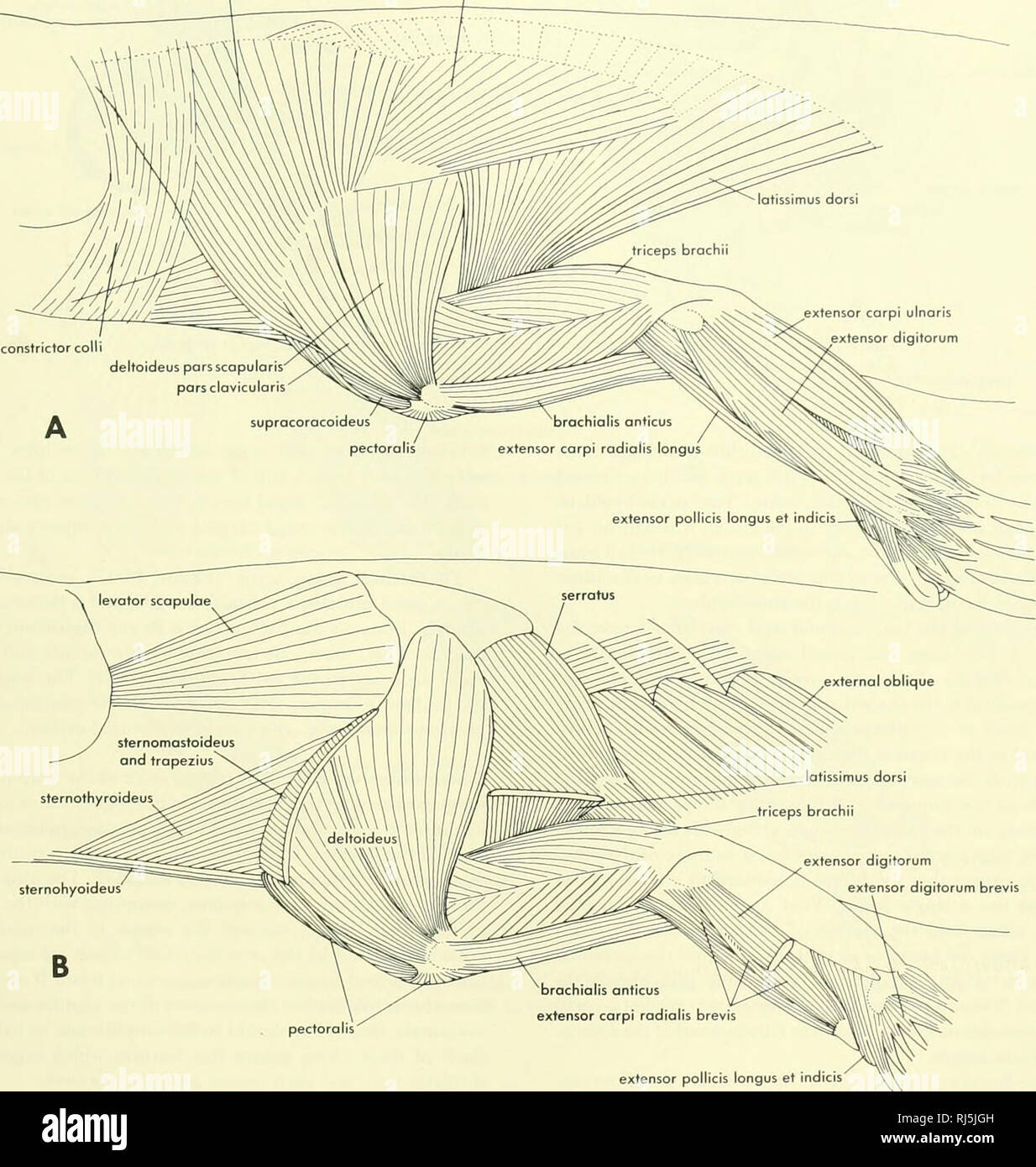 . Chordate morphology. Morphology (Animals); Chordata. sternomastoideus ...
