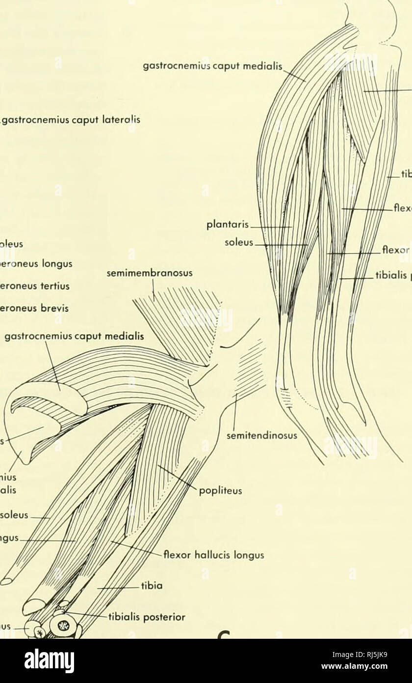 Flexor Digitorum Longus Cat