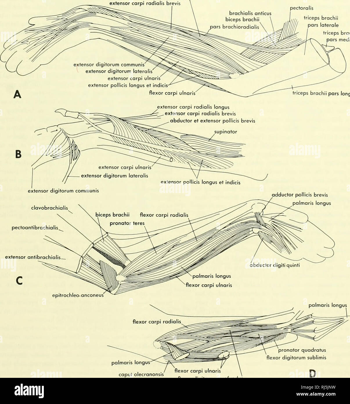 . Chordate morphology. Morphology (Animals); Chordata. with the ...