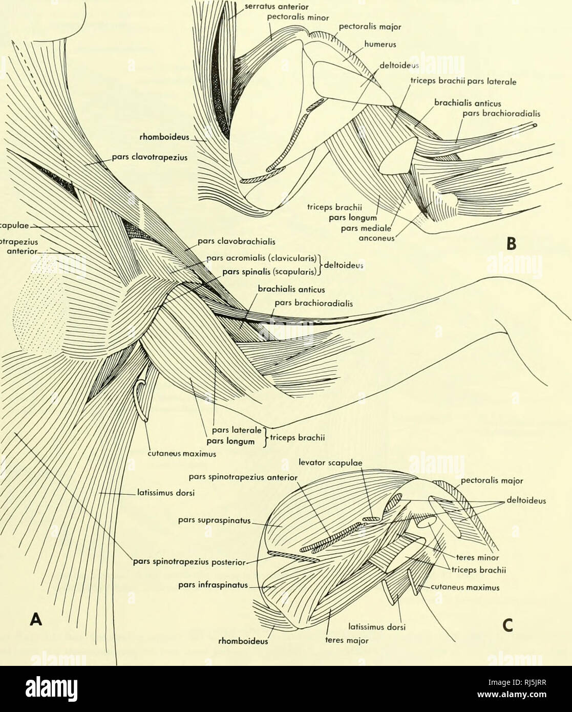 levator scapulae cat
