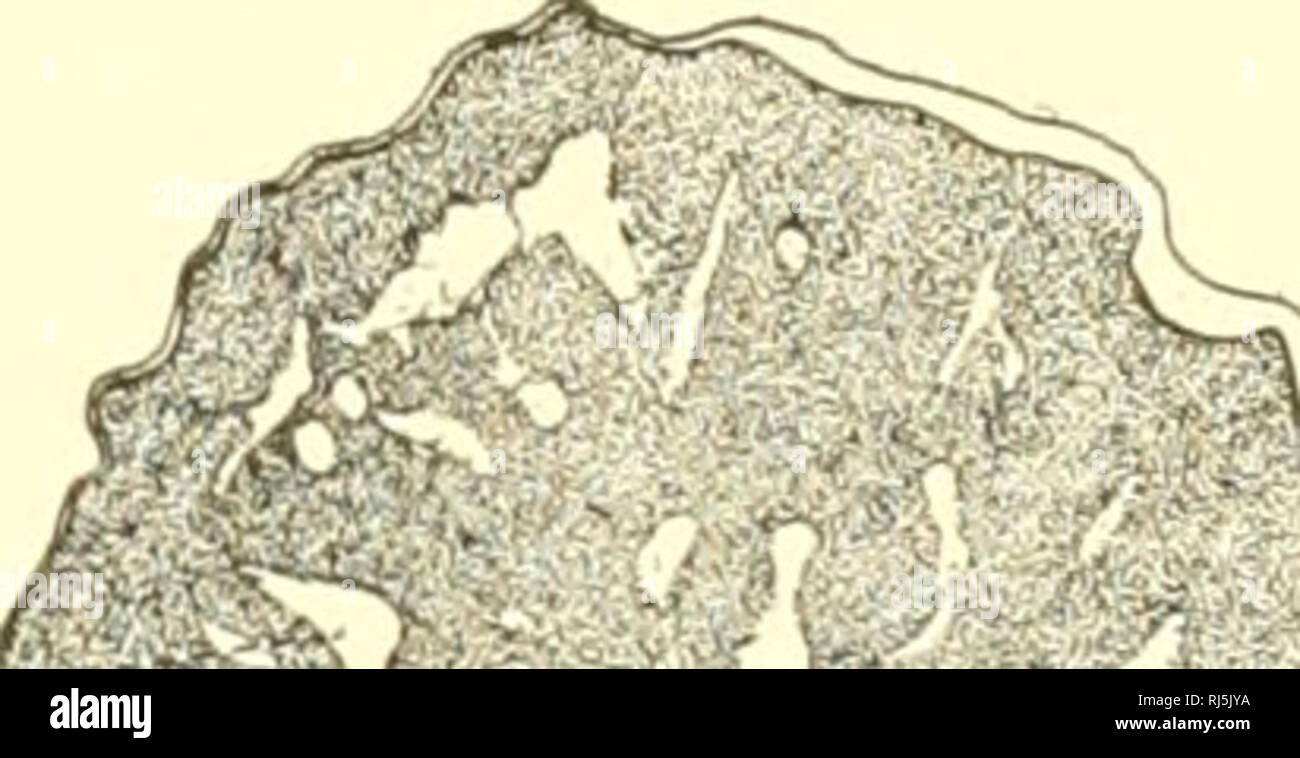 . ChimÃ¦roid fishes and their development. Fishes; Chimaeridae. YOLK ...