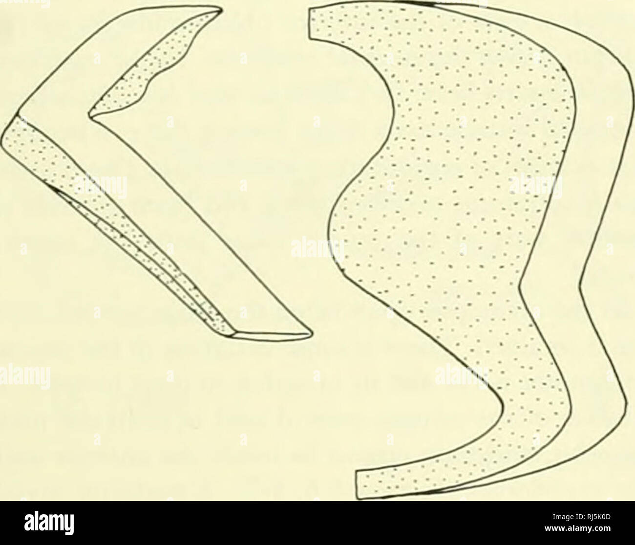 . Chordate morphology. Morphology (Animals); Chordata. epaxiol muscle ...