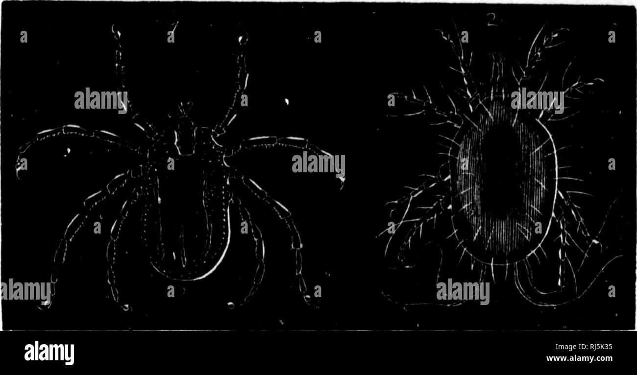 Flour mites Black and White Stock Photos & Images - Alamy