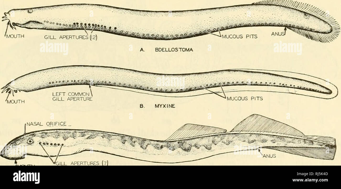 . The chordates. Chordata. Ichthyopsida 12 The division Ichthyopsida ...