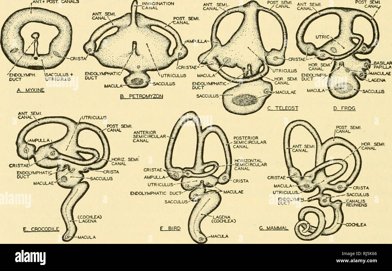 . Chordate anatomy. Chordata; Anatomy, Comparative. 4i8 CHORDATE ...