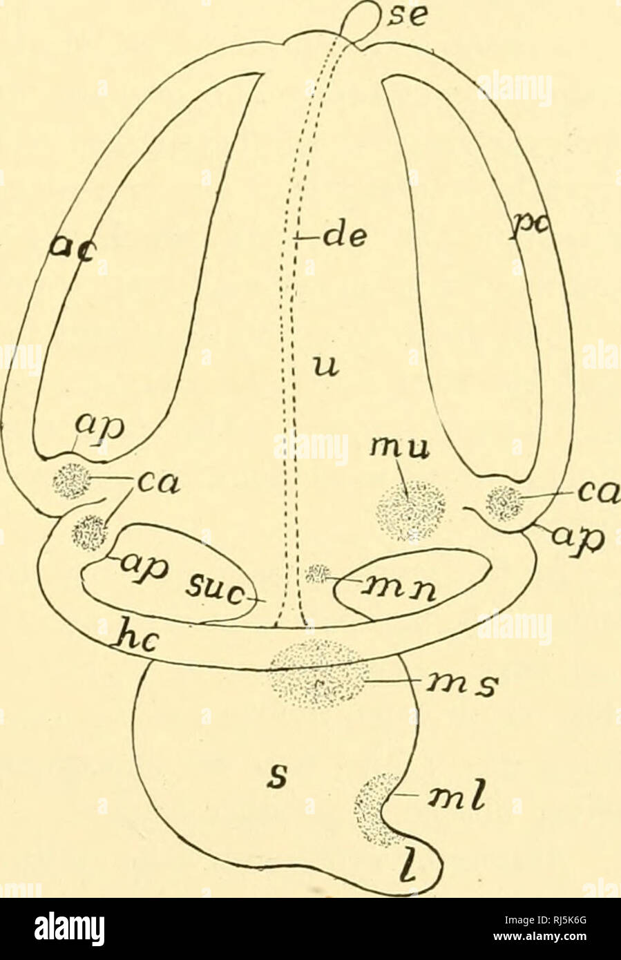 . Chordate anatomy. Chordata; Anatomy, Comparative. THE SENSE ORGANS ...