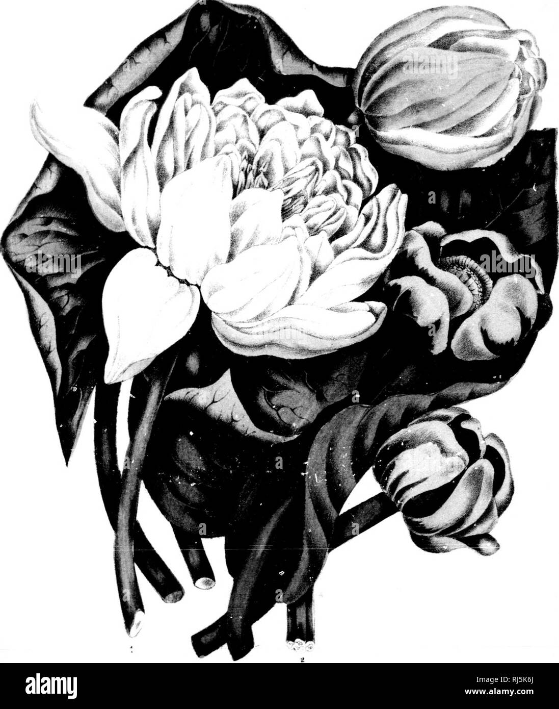 U pond Cut Out Stock Images & Pictures - Alamy