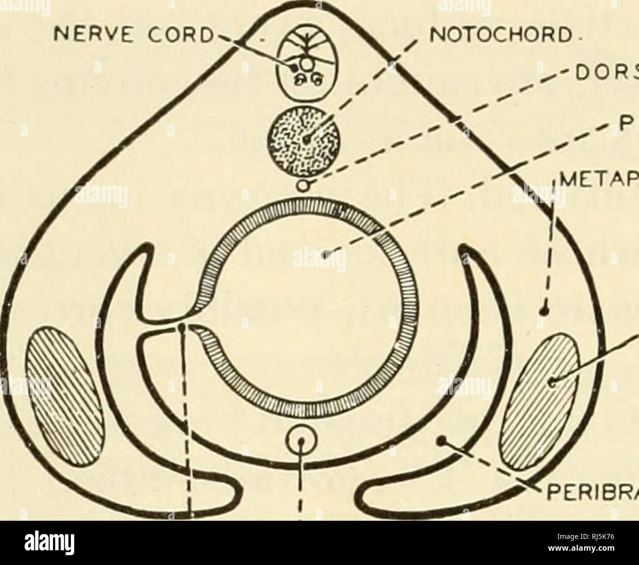 . The chordates. Chordata. 104 Comparative Morphology of Chordates ...