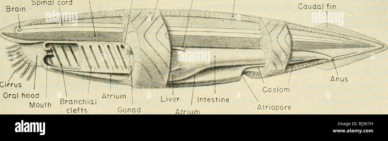 Protochordata hi-res stock photography and images - Alamy