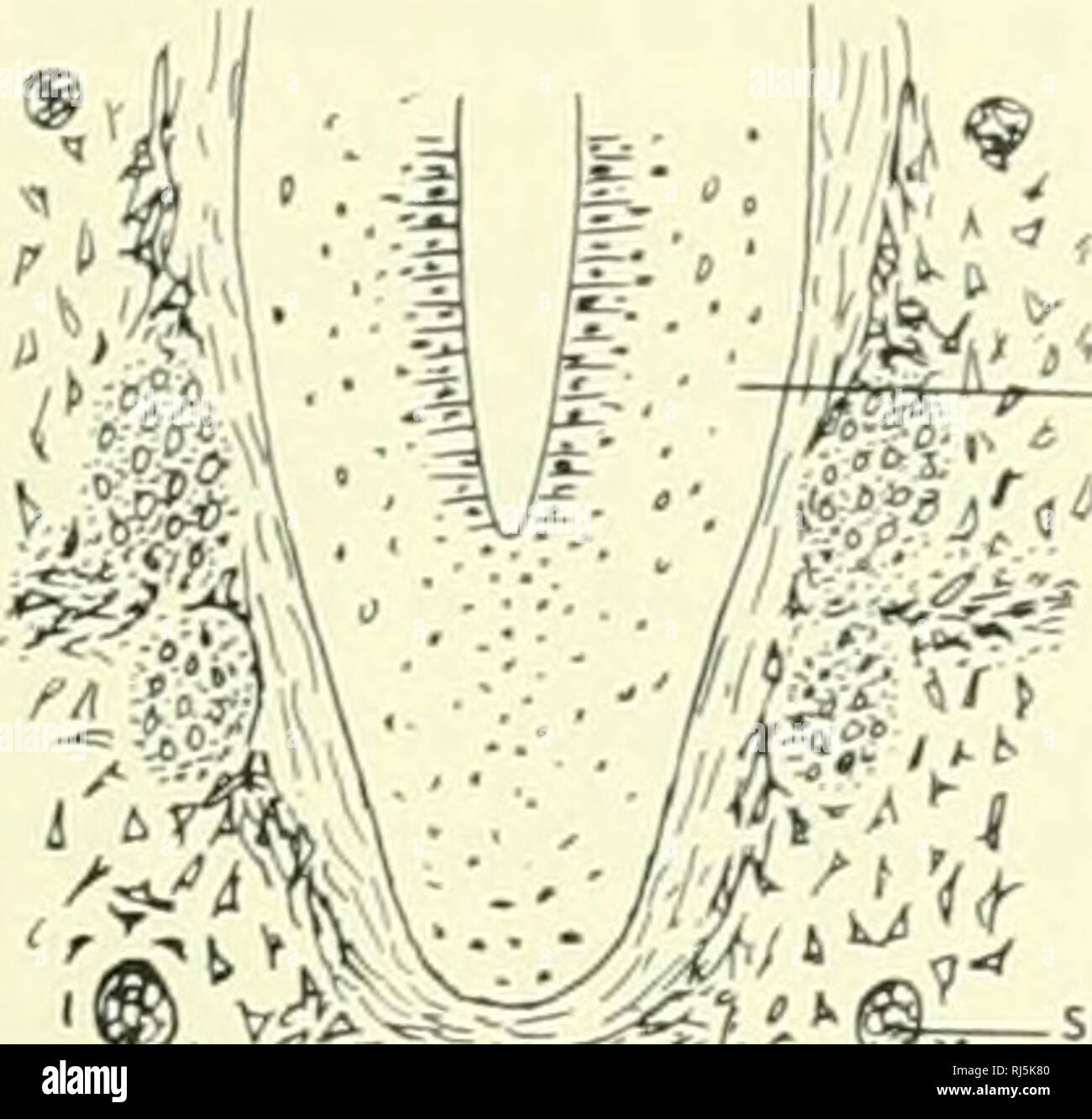 . Chordate morphology. Morphology (Animals); Chordata. vertebral rin â ...
